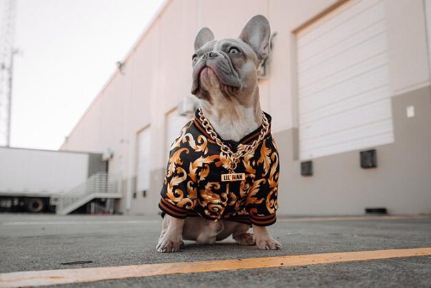 Dog Clothing Trends: Why Designers Are Increasingly Designing Pet ...